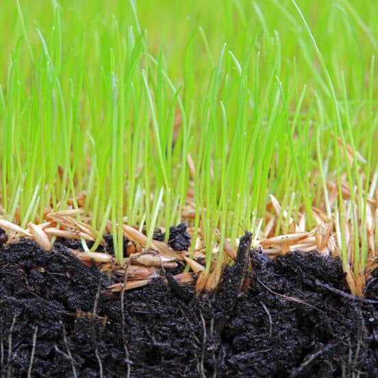 Aeration, Overseeding, Or Power Seeding, Which One is Right For Your ...