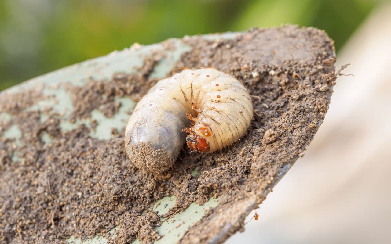 Grub Control For Lawn Kentucky & Indiana | Farison Lawn Care