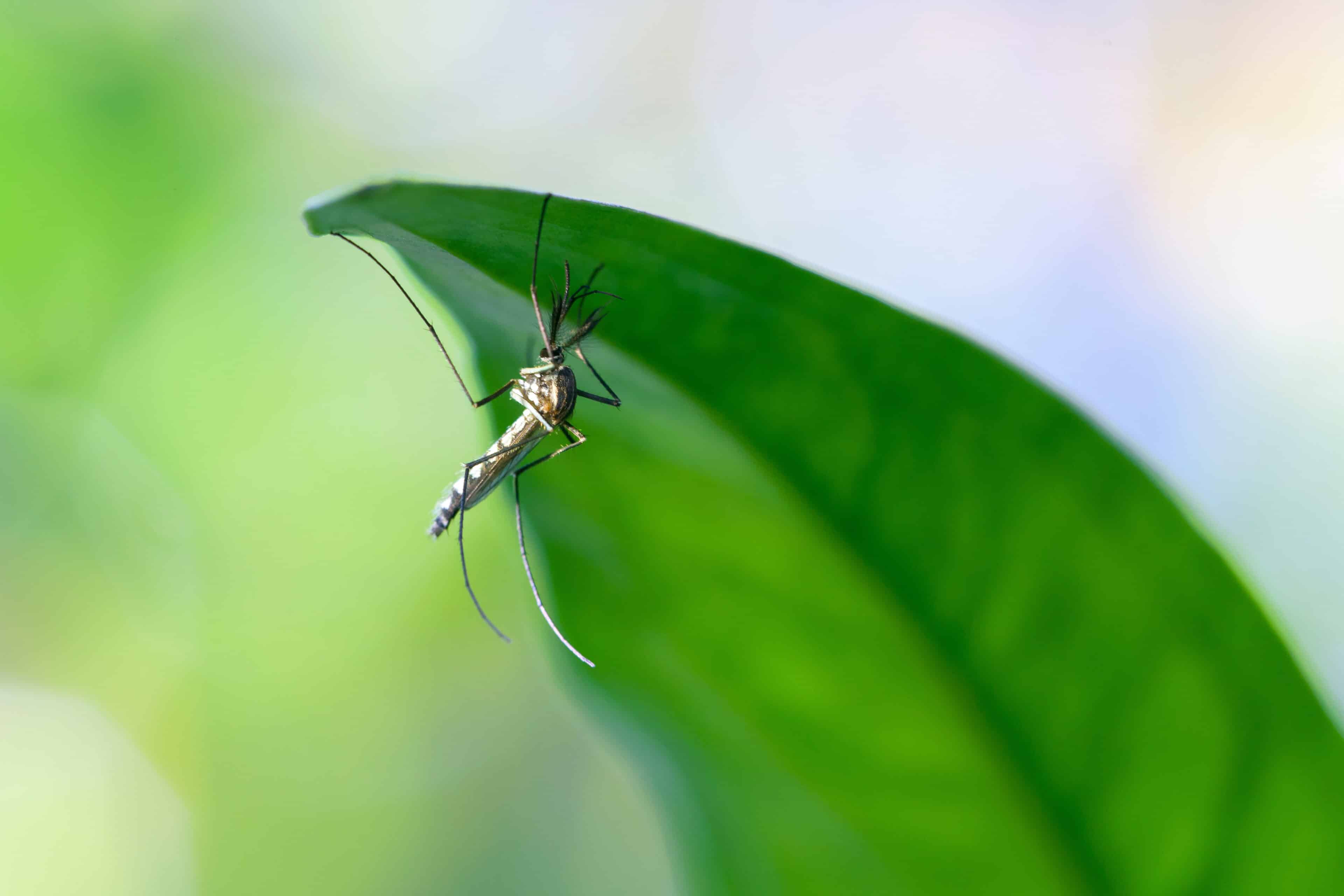 Controlling Mosquitoes | Farison Lawn Care