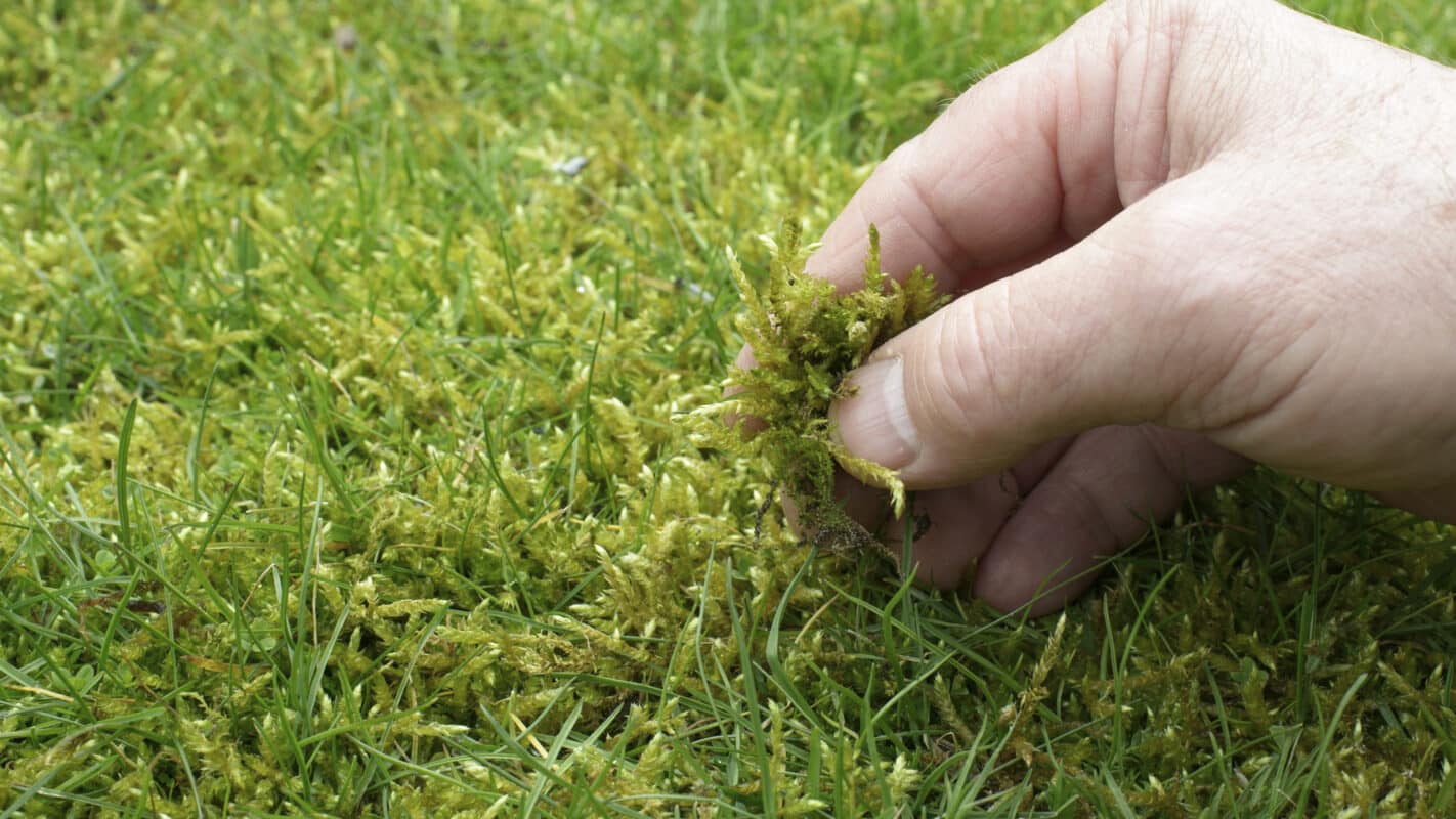 How To Get Rid Of Moss In Lawn | Farison Lawn Care